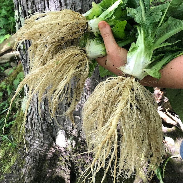 Teasel Tincture, Teasel root tincture, Dipsacus Sylvestris, Buhner herb ...