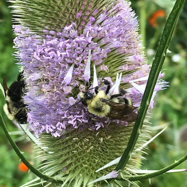 Teasel Tincture, Teasel root tincture, Dipsacus Sylvestris, Buhner herb ...