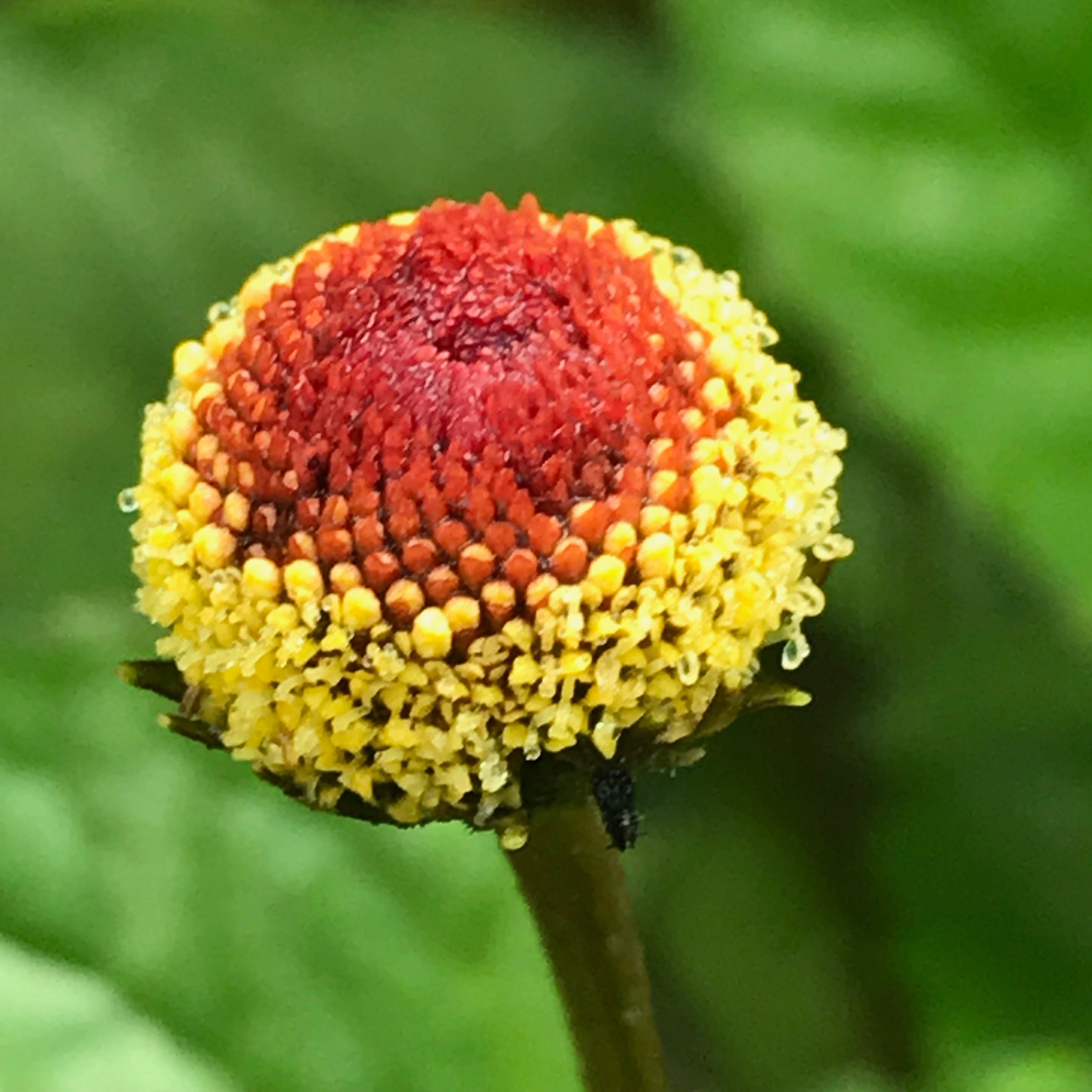 Spilanthes tincture, Acmella oleracea extract, Fresh Spilanthes leaf ...