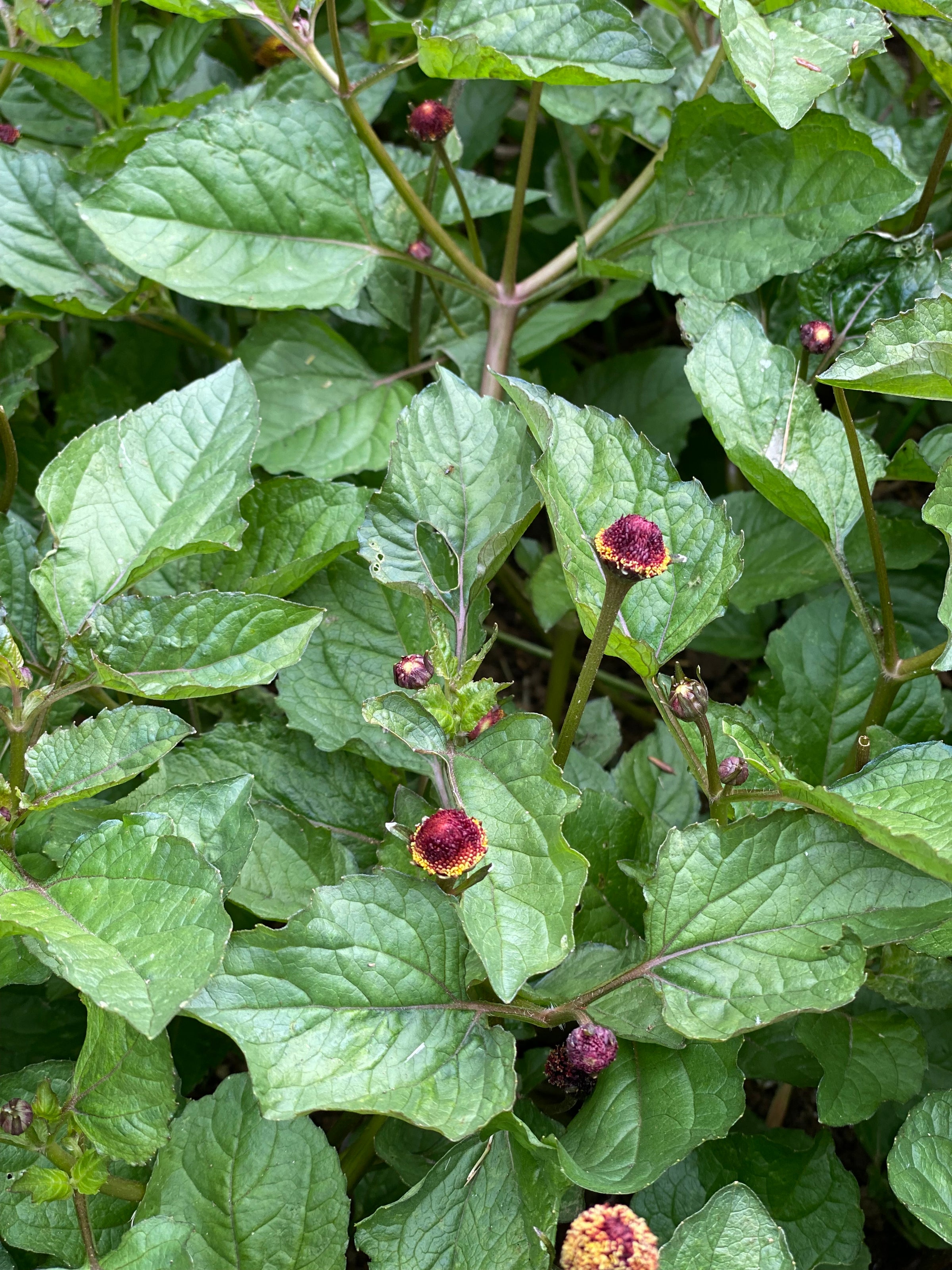 Spilanthes tincture, Acmella oleracea extract, Fresh Spilanthes leaf ...