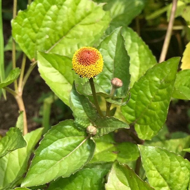 Spilanthes tincture, Acmella oleracea extract, Fresh Spilanthes leaf ...
