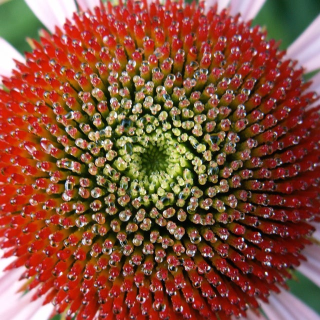 Herbal extracts and tinctures made from freshly harvested organically ...