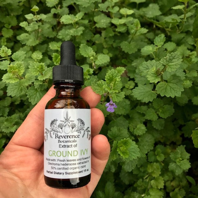 Ground Ivy Tincture, Ground Ivy extract, Sinus herb, Tinnitus, Detox ...