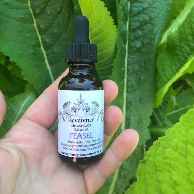 Teasel Tincture, Teasel root tincture, Dipsacus Sylvestris, Buhner herb ...