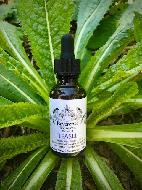 Teasel Tincture, Teasel root tincture, Dipsacus Sylvestris, Buhner herb ...
