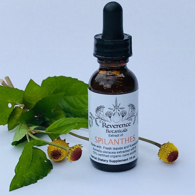 Spilanthes tincture, Acmella oleracea extract, Fresh Spilanthes leaf and flower extract ...